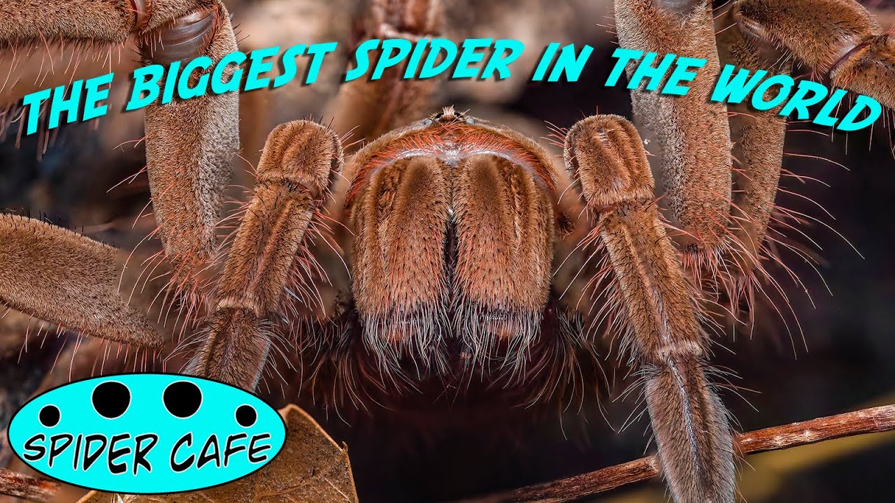 Burgundy GOLIATH BIRDEATER, Theraphosa stirmi and all you need to know ...