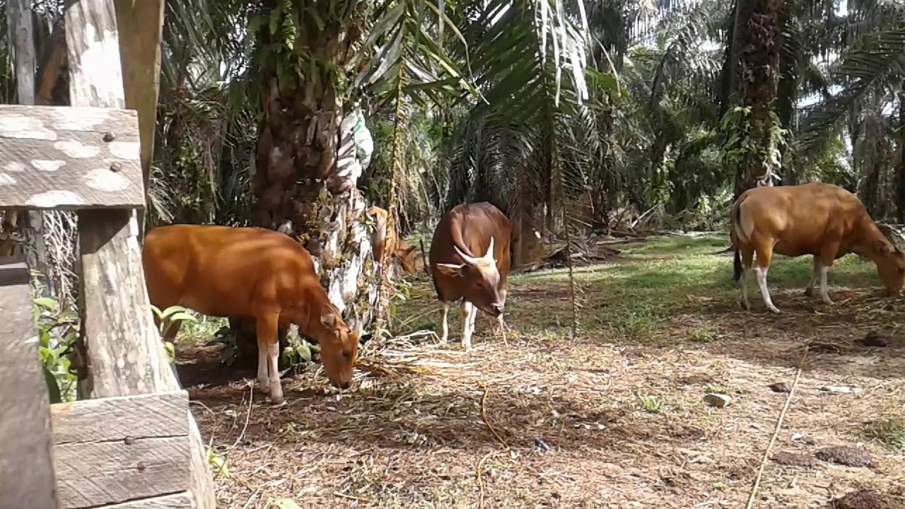 Tahun Baru 2020 Sapi Bali Super Lokal Asli Indonesia - YouTube