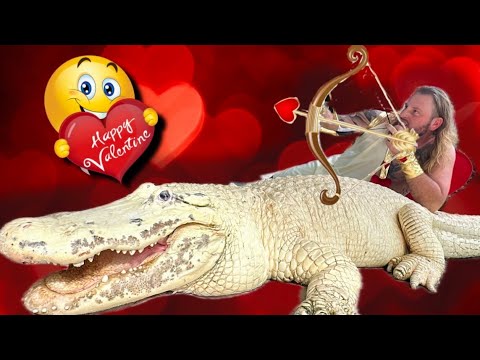 Alligators & Crocodiles devour Valentine’s Day Meats! - YouTube