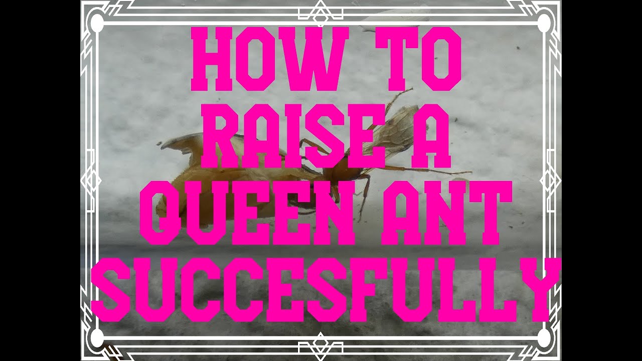 How To Raise A Queen Ant & Ant Colony - YouTube