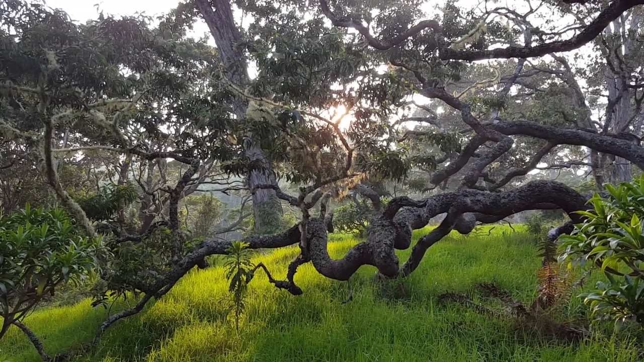 Birds of Hakalau Forest National Wildlife Refuge - YouTube