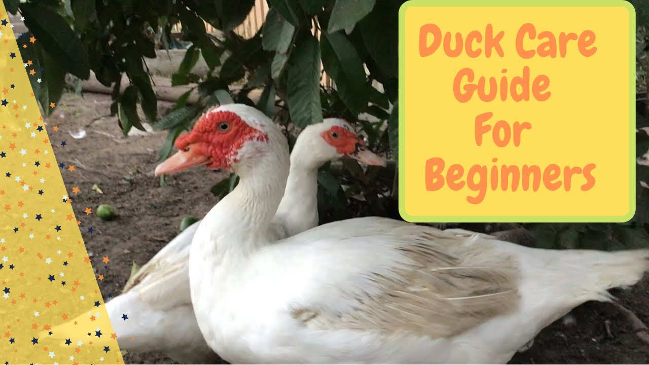 Duck Care Guide For Beginners! - YouTube