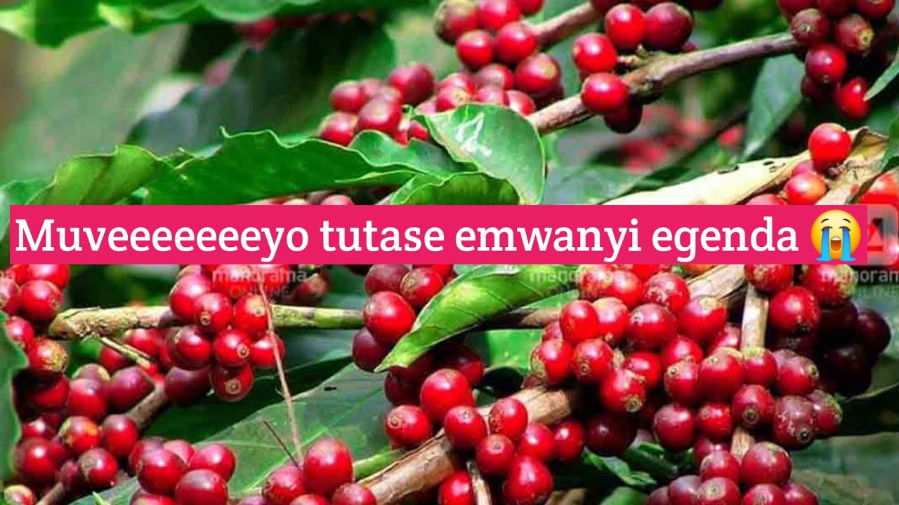 Muveeeeeeeyo tutase emwanyi egenda 😭 - YouTube