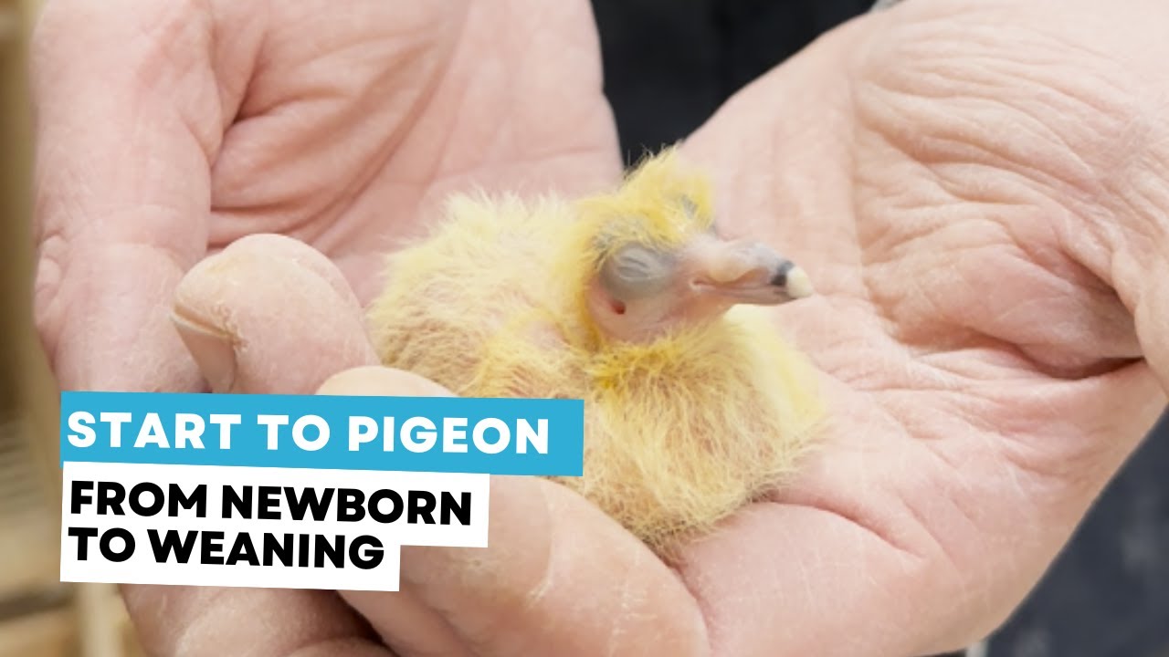 Start to pigeon: how fast does a baby pigeon grow? - YouTube