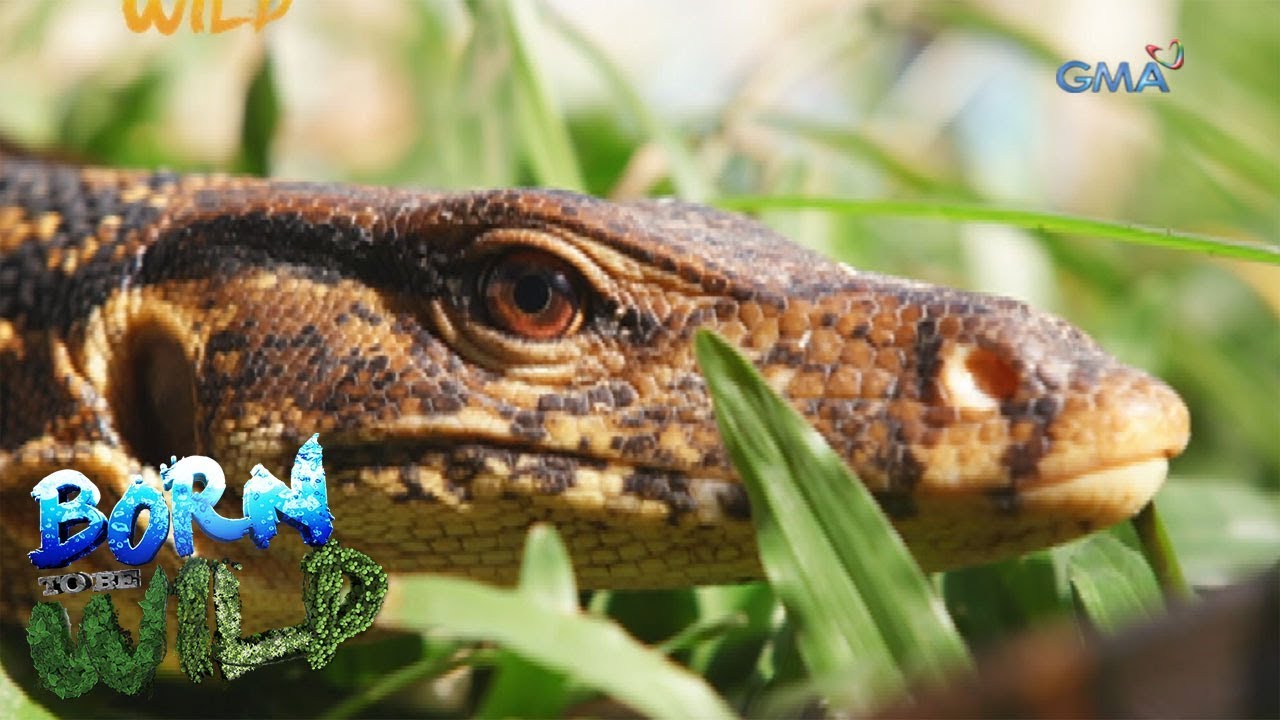 Born to be Wild: Rescuing a juvenile monitor lizard in Candijay, Bohol ...