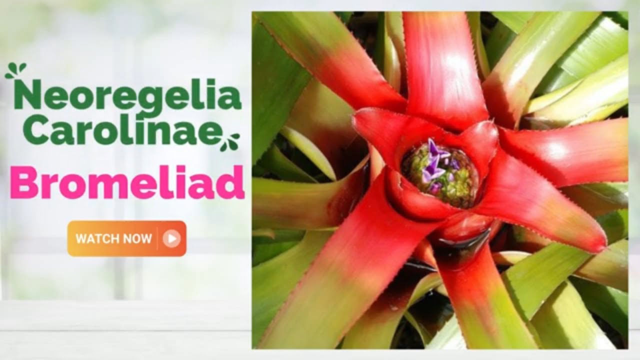Neoregelia Carolinae Bromeliad | Blushing Bromeliad | TinyLeaf - YouTube