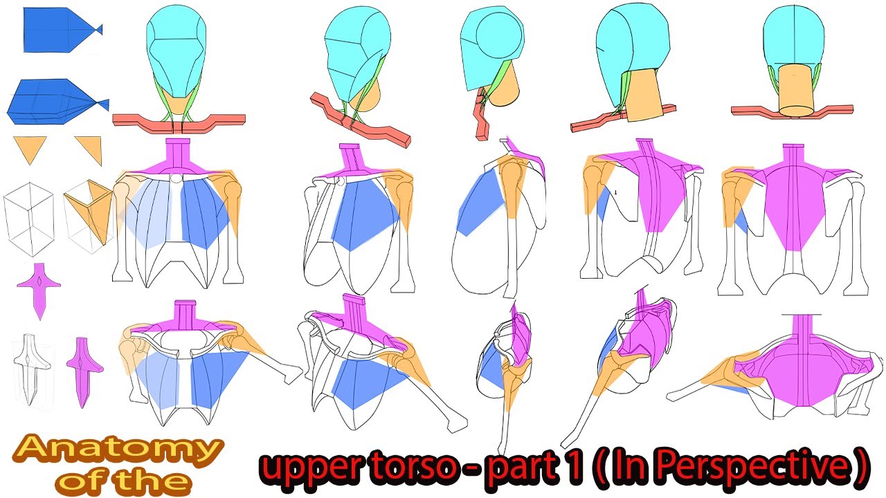 Anatomy of the upper torso - part 1 (In Perspective) - YouTube