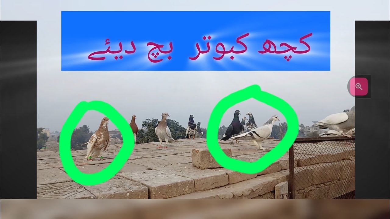 Kuch Birds Sale kr dye 🕊🙂 - YouTube