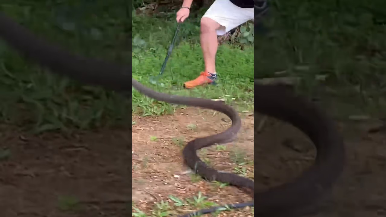 Is this the biggest Black Mamba ever? - YouTube