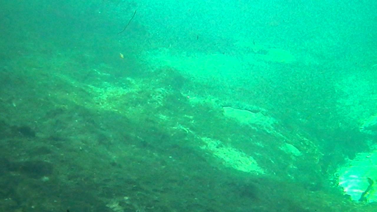 Gum Slough Spring Aug 2012 - YouTube