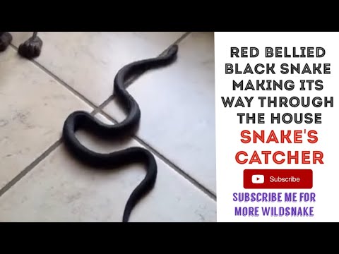 Red-bellied_black_snake_making_its_way_through_the_house!_#snake_# ...