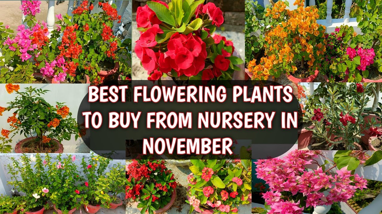 BEST FLOWERING PLANTS TO BUY FROM NURSERY IN NOVEMBER 😍🌸 | BEST ...