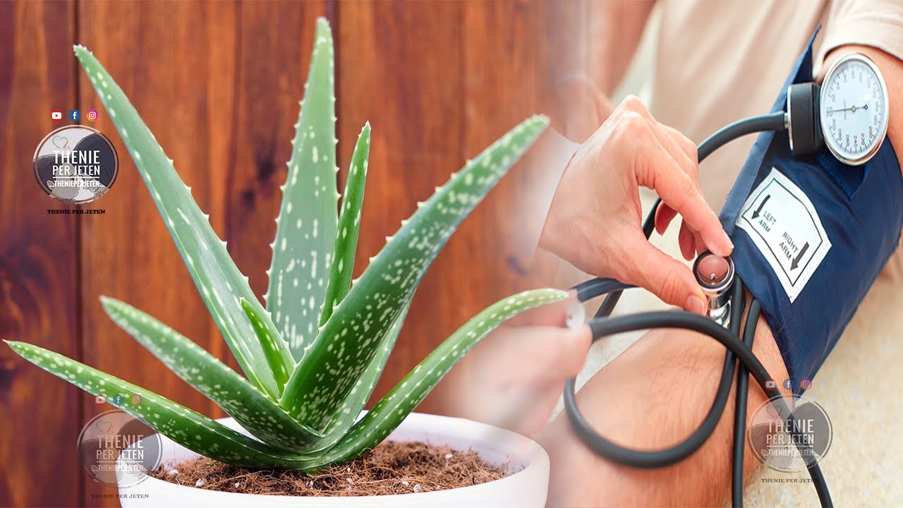 Gjethja e mrekullisë që lufton pagjumësinë, tensionin e lartë, rënien e ...