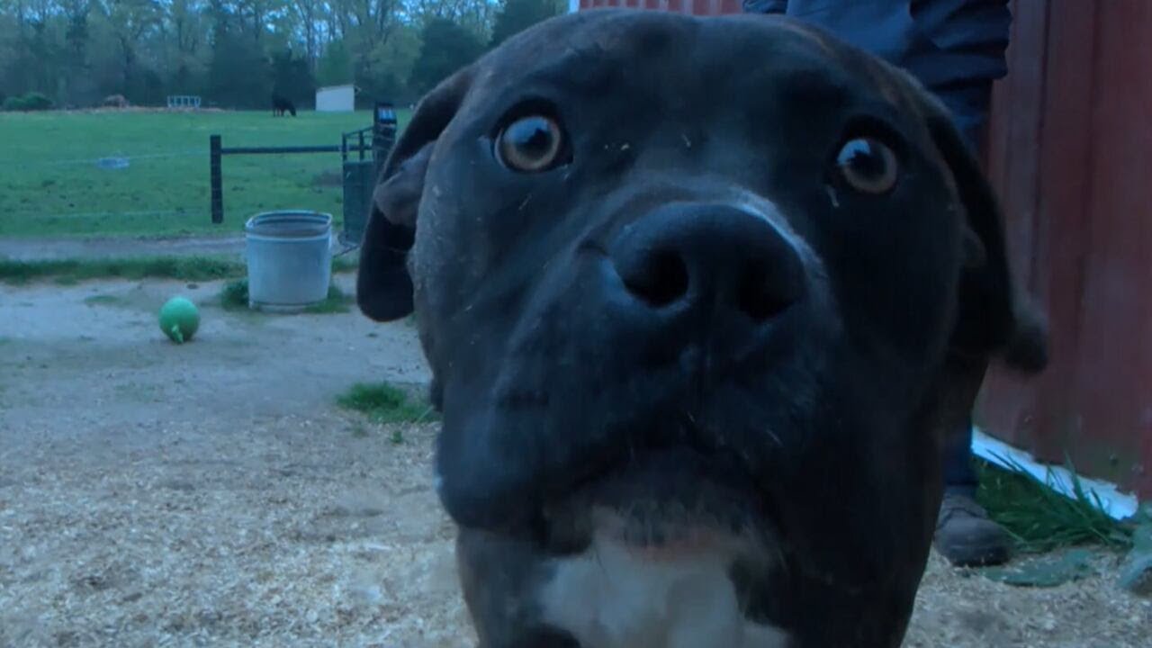 Jessie the Boxer mix is looking for her forever home - YouTube
