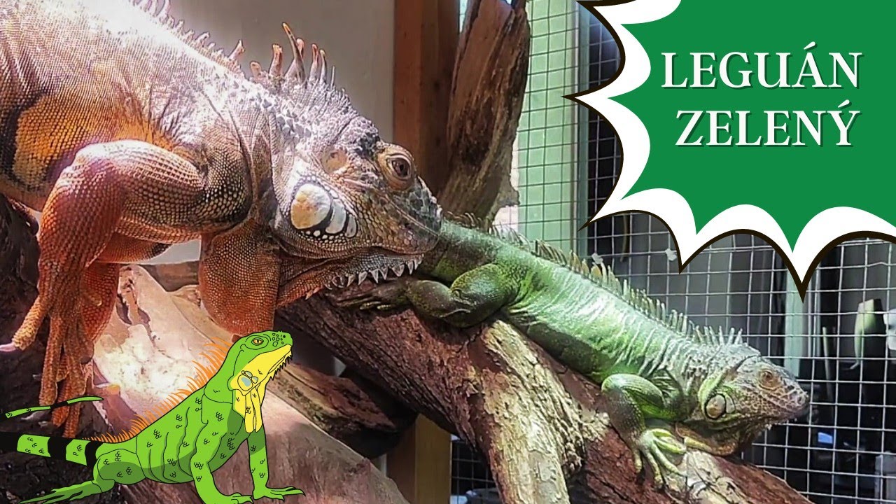 Leguán zelený (Iguana Iguana): AW #arachnoparkworld - YouTube