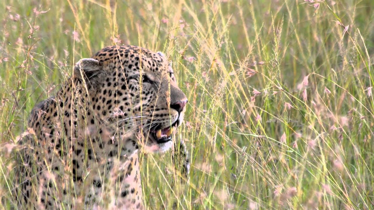 Predators Of Africa - YouTube