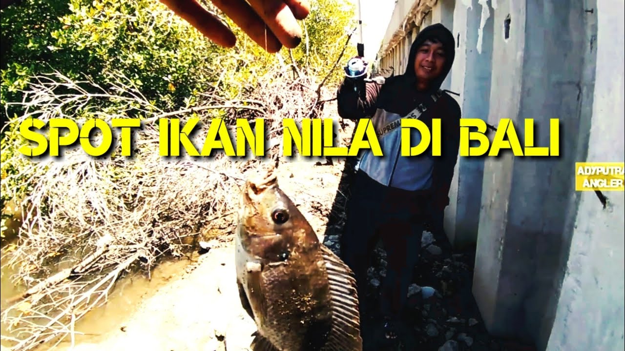 spot mancing di bali yang banyak ikan nila nya!!pasti strike || mancing ...