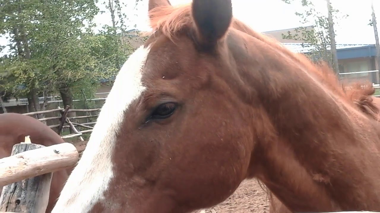 Tour of the Ford Farm - YouTube
