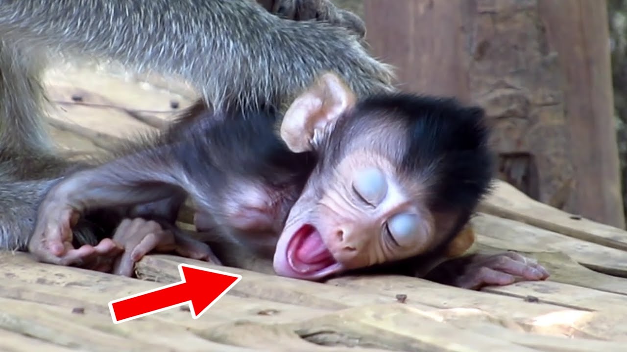 The Best Clip Family baby Para Baby Sami And Baby Harry,They Are Having ...