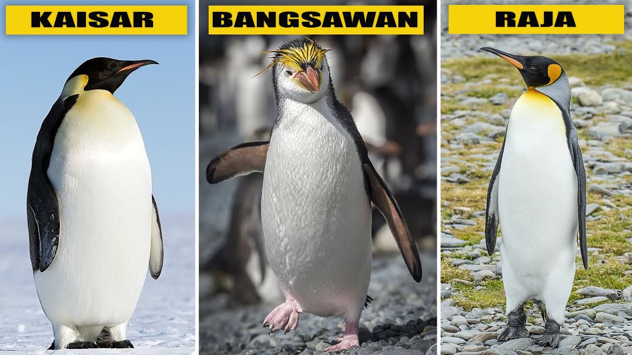Semua Spesies Penguin yang Harus Kamu Tahu - YouTube