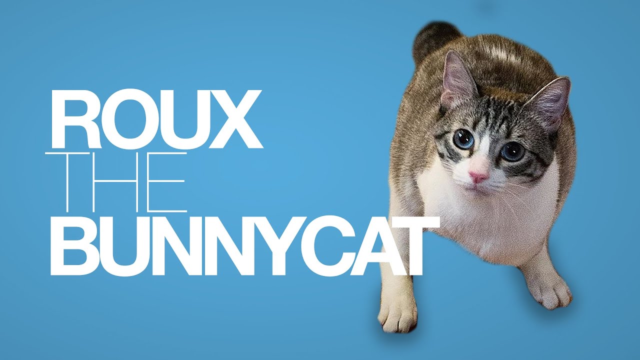 Cat With Two Legs - Roux the Bunnycat | Panther and Bunnycat - YouTube