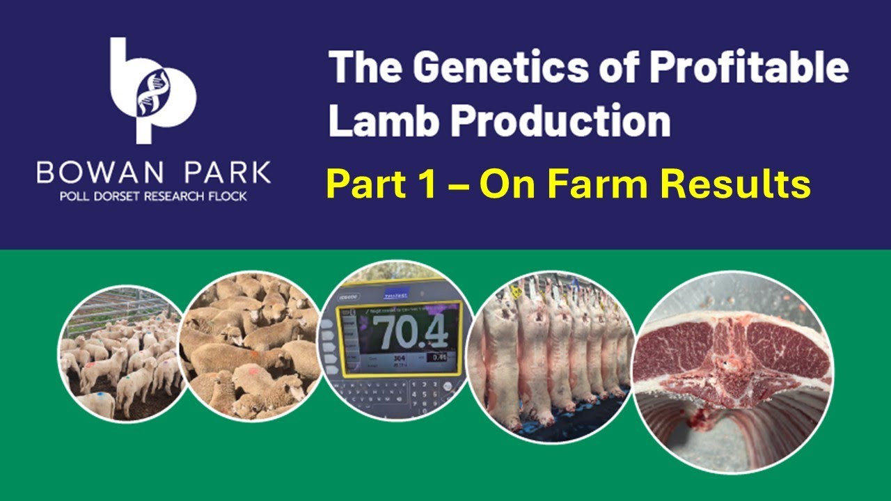 The Genetics of Profitable Lamb Production - On Farm Results - YouTube