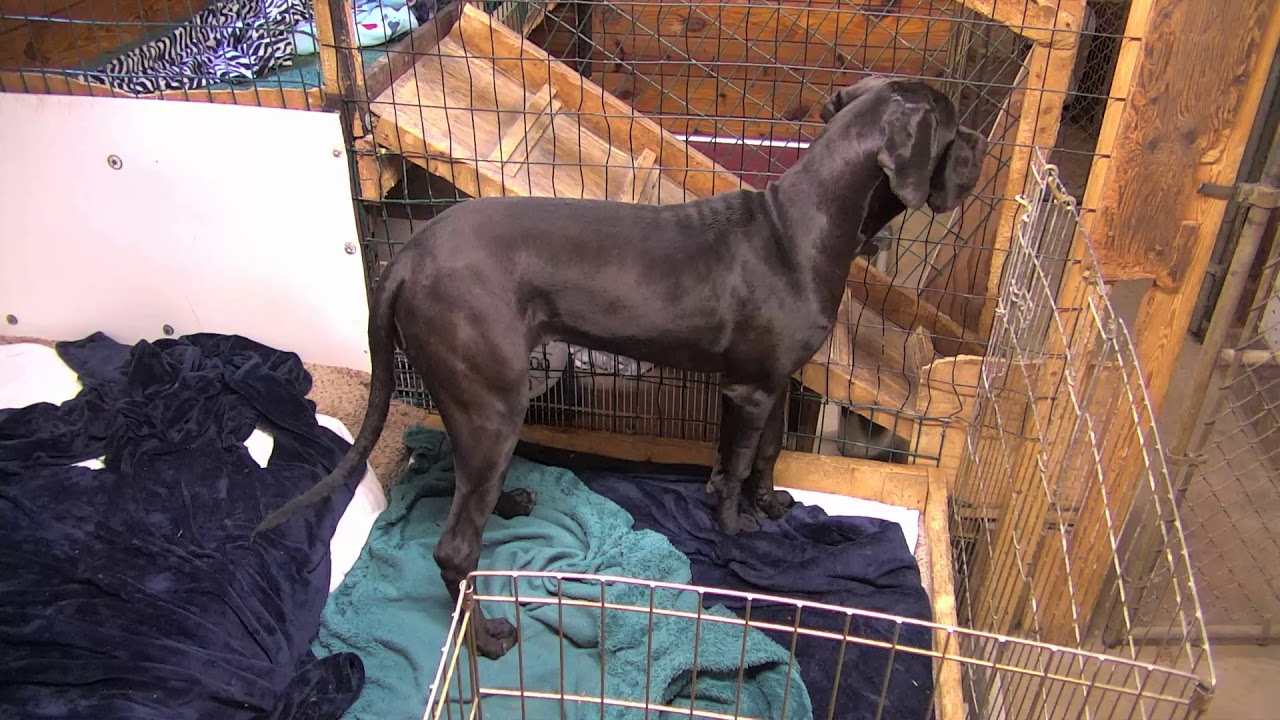 Great Dane Indoor Puppy Room 10-24-2018 20:15:03 - 21:15:03 - YouTube