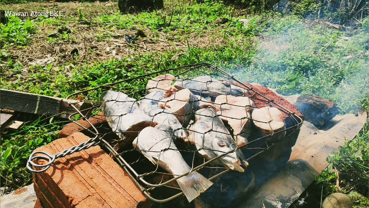 IKAN GAGUK DECIS DECIS - YouTube