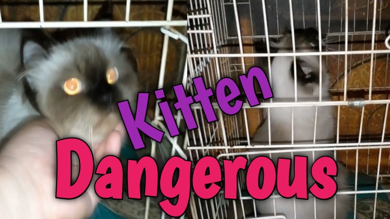 The most dangerous kitten in the world You can see - YouTube