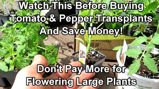 Watch This Before Buying Tomato, Pepper & Herb Transplants and Save Money: Shop Around & Buy Small!