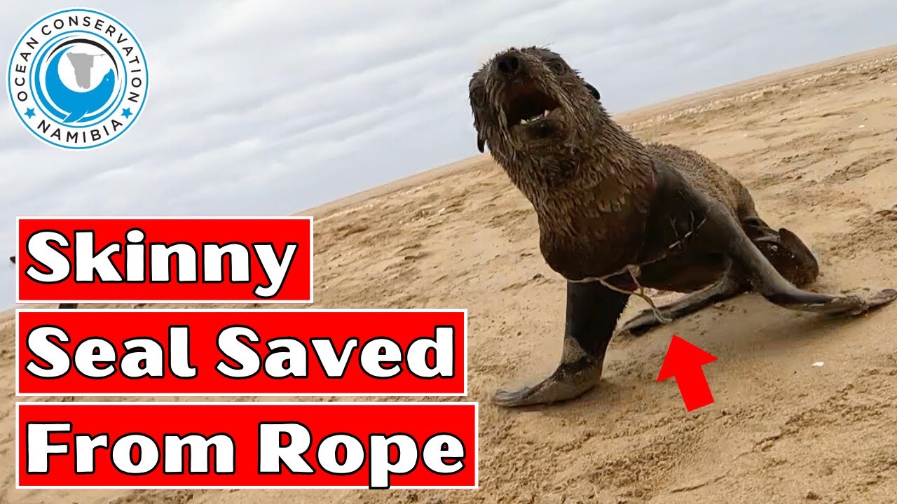 Skinny Seal Saved From Rope - YouTube