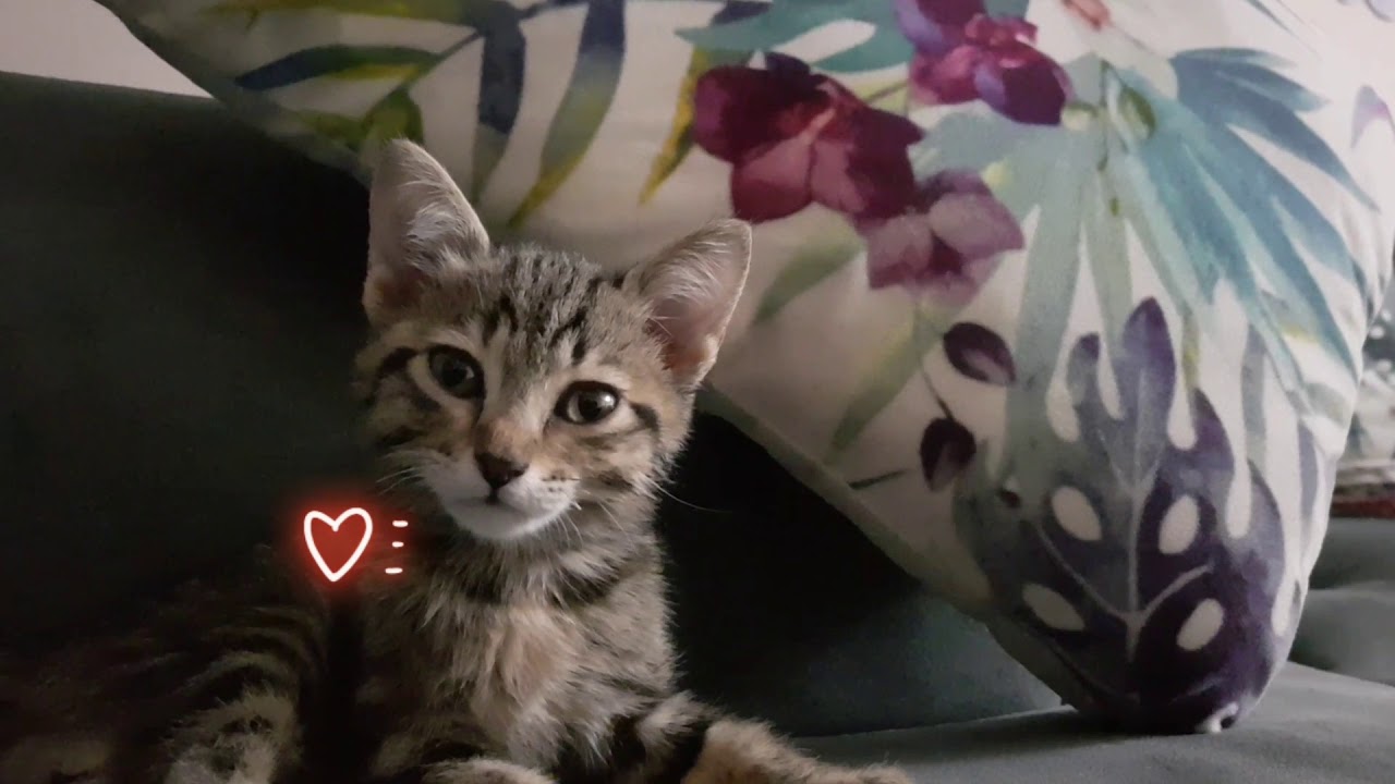Stormi the cat's new intro! |Stormi The cat - YouTube