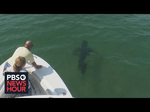 Shark tracking efforts ramped up after wave of encounters off Northeastern coast