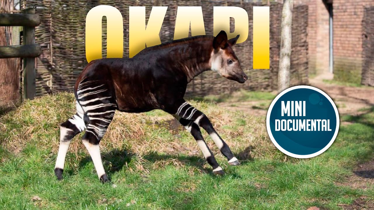Okapi (mini documental) - YouTube