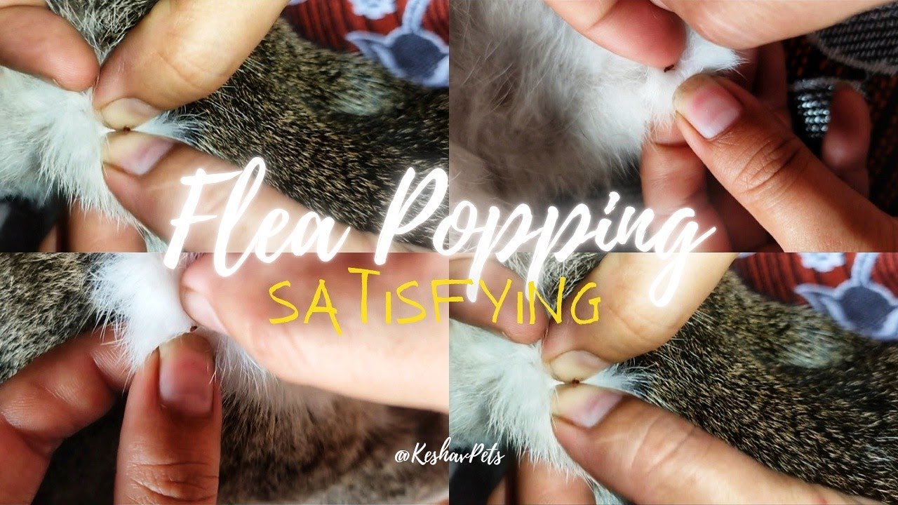 How to Safely Pop Fleas on Your Cat. - YouTube