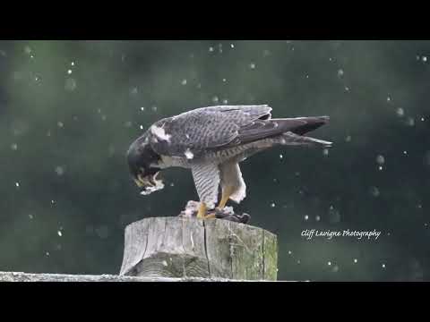 Peregrine Falcon Preparing Catch - YouTube