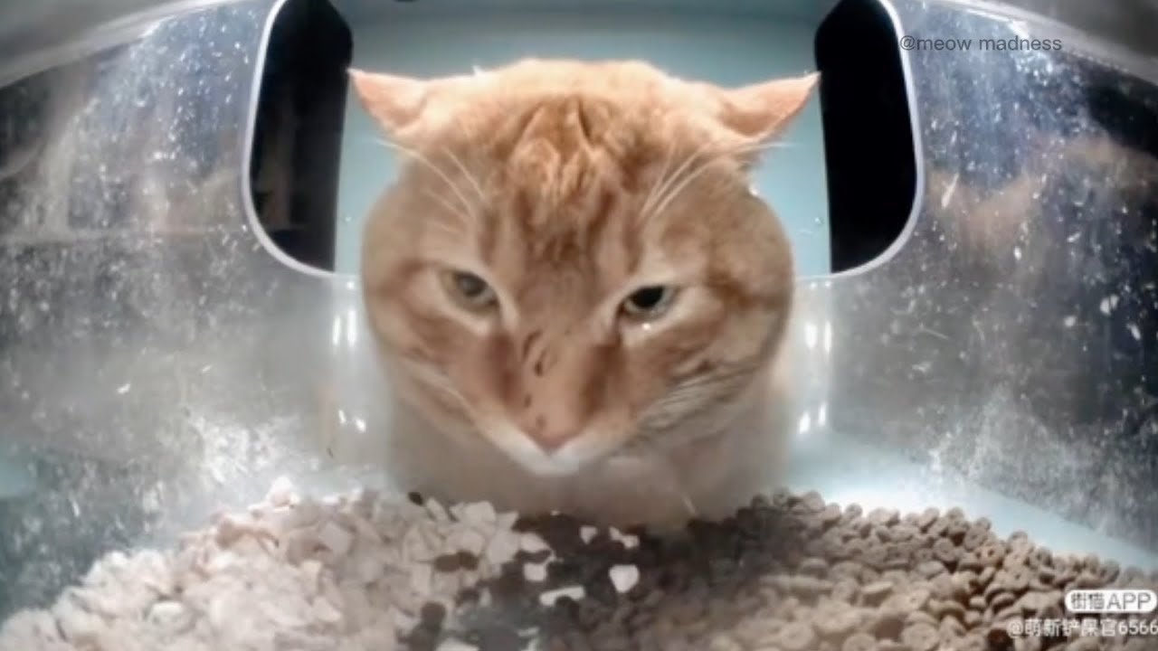 update on Mr snack - YouTube