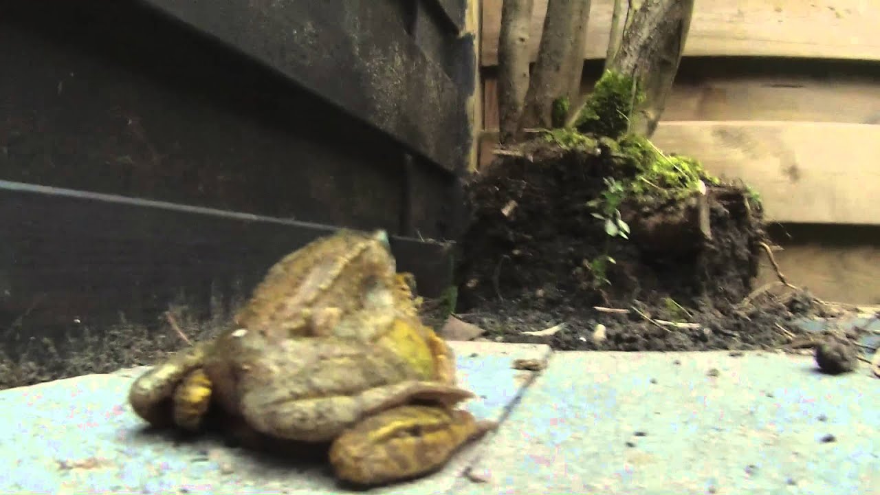 Toads Having Sex Youtube