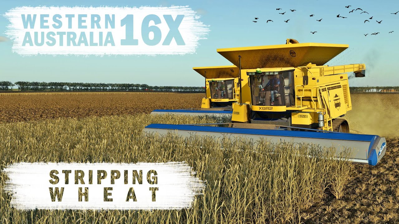 Stripping Wheat - Western Australia 16x - Ep12 - FS19 - YouTube