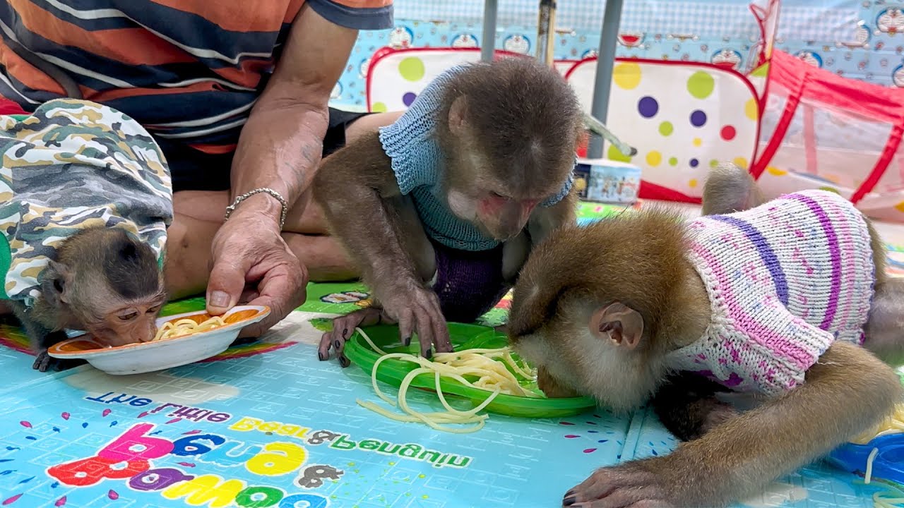 Beautiful Monkey eats spaghetti in a modern way - YouTube
