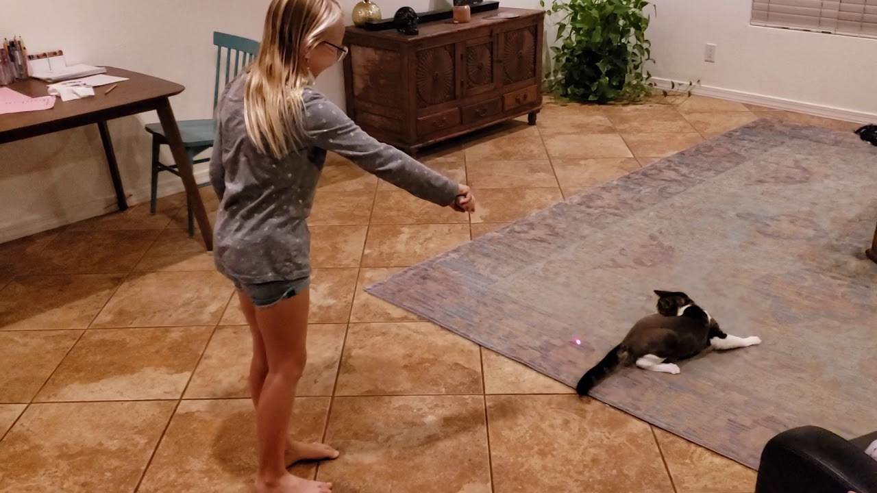 S'mores the cat chases laser pointer - YouTube