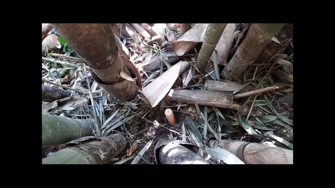 Peddi Atau Tikus Bambu di Karo sangat Digemari karena rasanya sangat ...