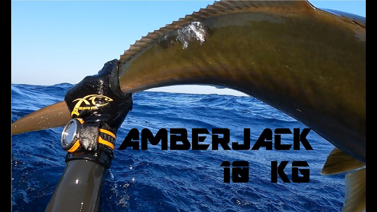 Μαγιάτικο 10 κιλά με βολή εξ'επαφής 🔱 Spearfishing Great Amberjack 🔱 ...