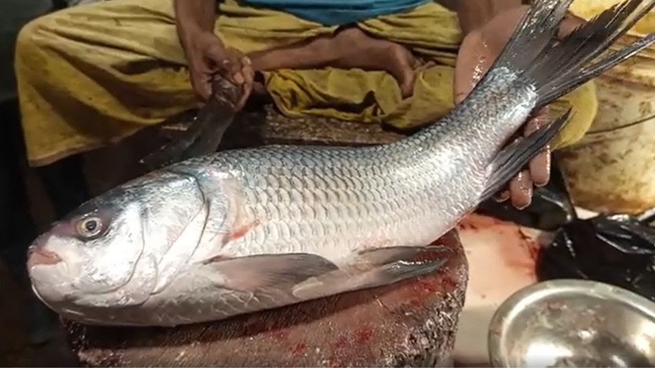 How To Cut Traditional Catla Fish : Mastering Traditional Catla Fish ...
