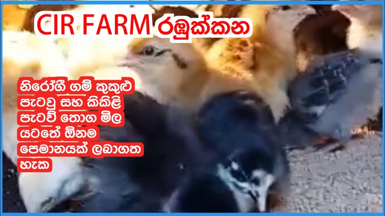 chickens for sale near me #81 / gam kukul patau vikinimata atha / kukul ...