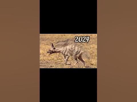 2024 hyena and 5000bce hyena || Past animals ||#shorts #Trend #trend # ...