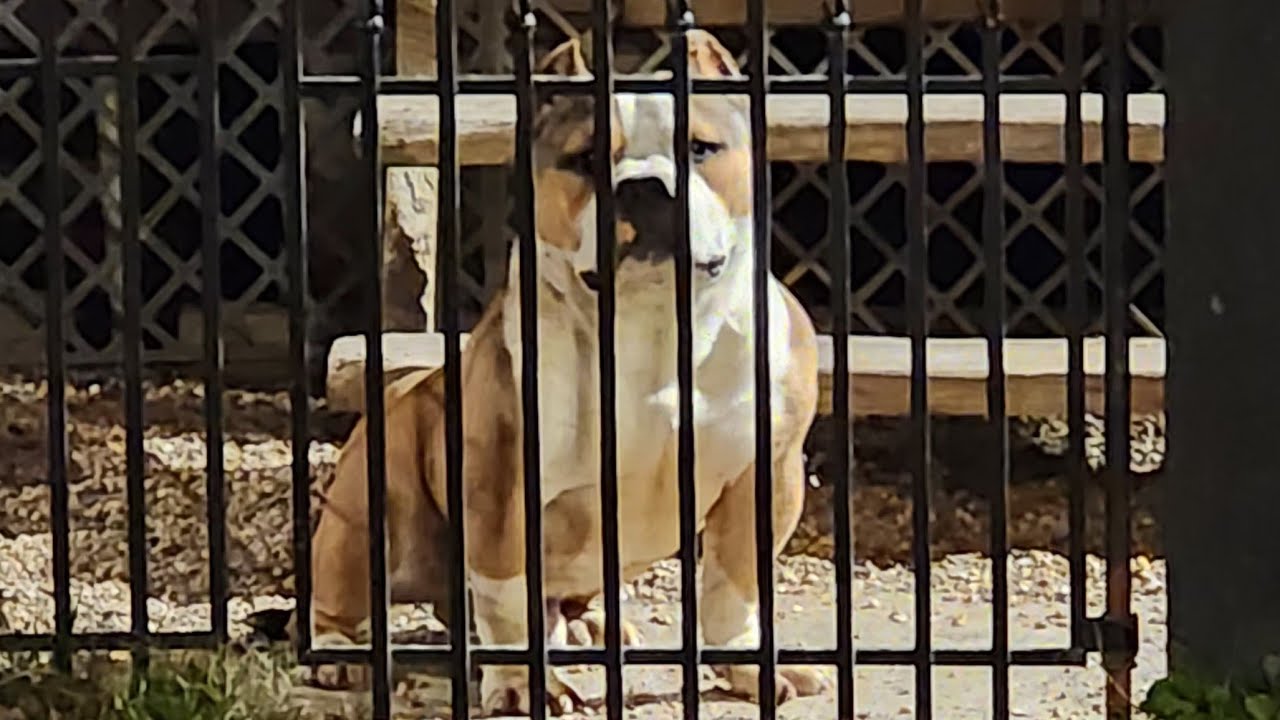 Royal Kennels La. LLC is live! - YouTube