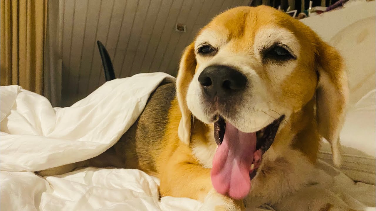 GOOD MORNING,CARROTS! - YouTube