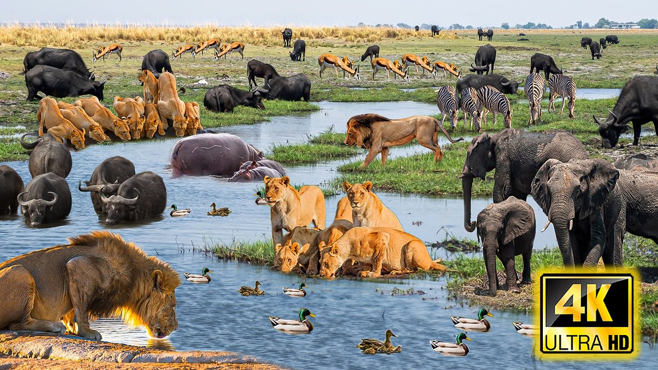 4K African Wildlife: Waza National Park, Cameroon🌿 Immersive Nature ...