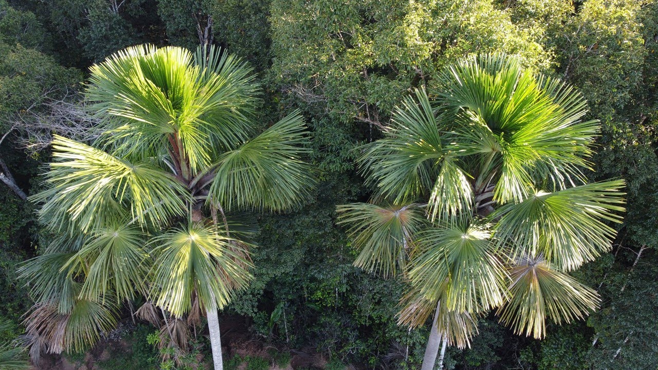 Pé de Buriti ou Miriti - Conhece essa palmeira, seus frutos e as folhas ...